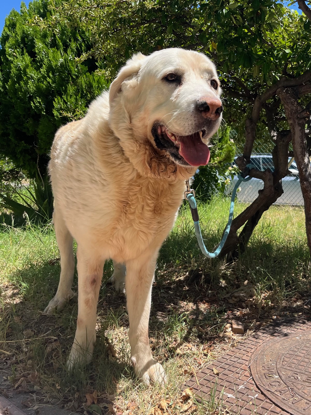 Chum - Perro Jaula 28 Nº Registro 71/25 | Mostoles Adopta