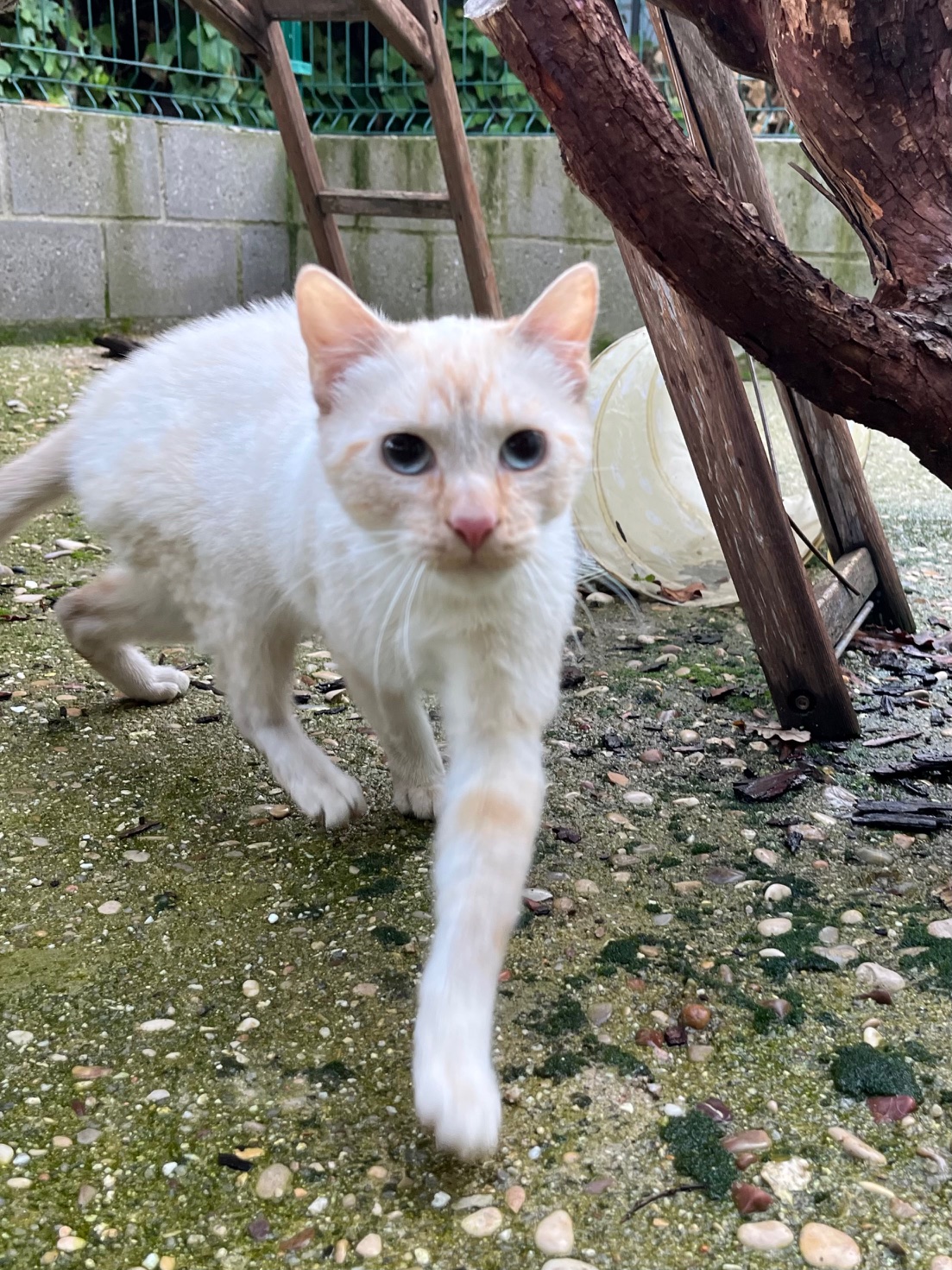 Pusky - Gato Macho - Patio - Nº Registro 201/25 | Mostoles Adopta