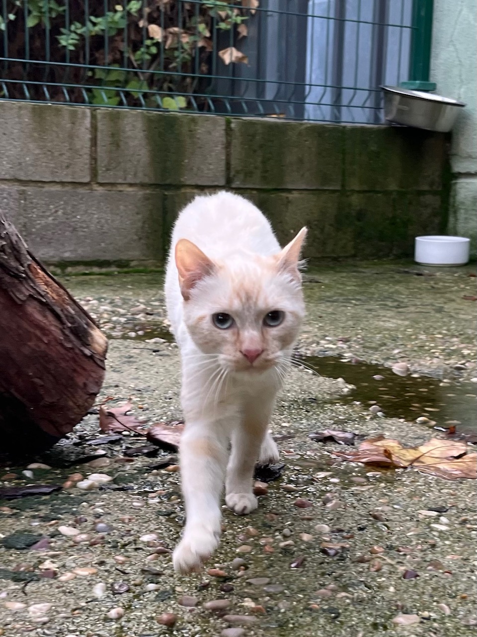 Pusky - Gato Macho - Patio - Nº Registro 201/25 | Mostoles Adopta