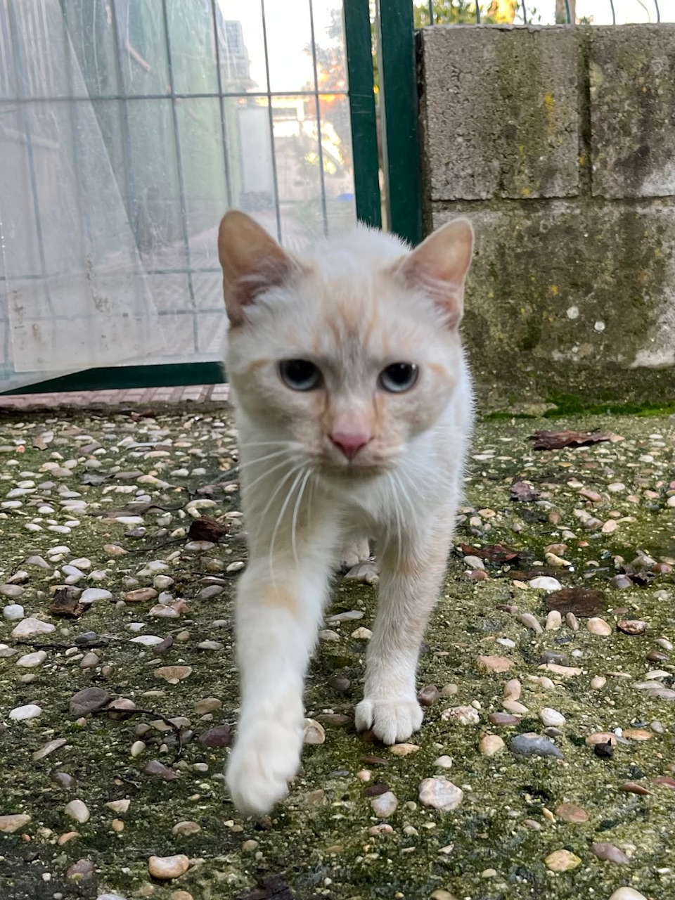 Pusky - Gato Macho - Patio - Nº Registro 201/25 | Mostoles Adopta