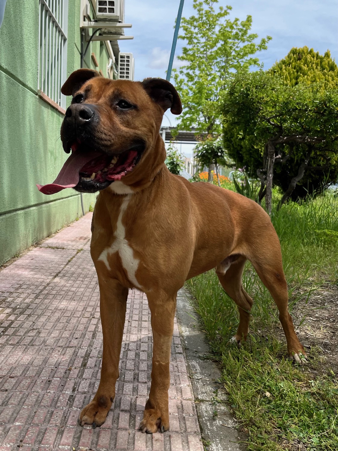 Kirfi - Perro Jaula 7 Nº Registro 182/23 | Mostoles Adopta